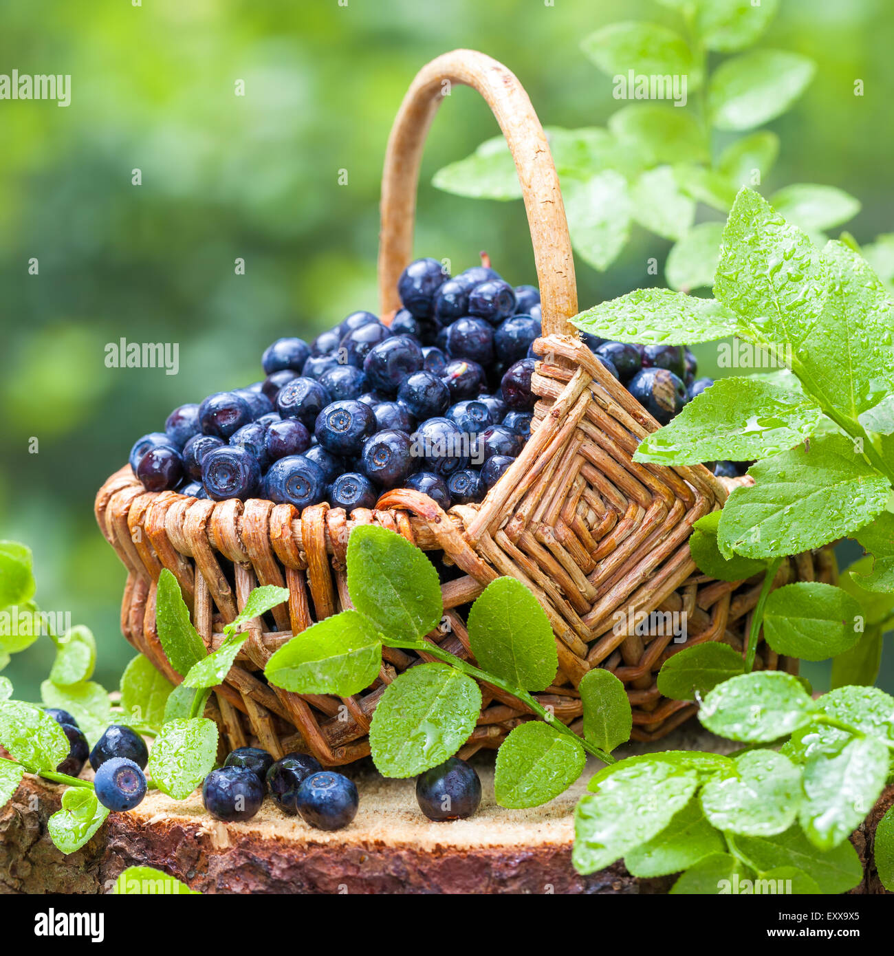 Basket with blueberries in forest Stock Photo - Alamy