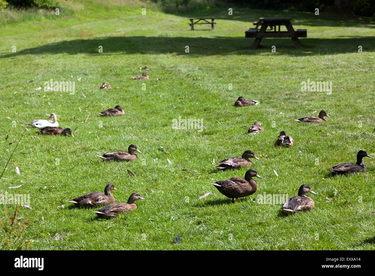 Ducks relaxing on the grass, Wycoller, Lancashire Stock Photo - Alamy