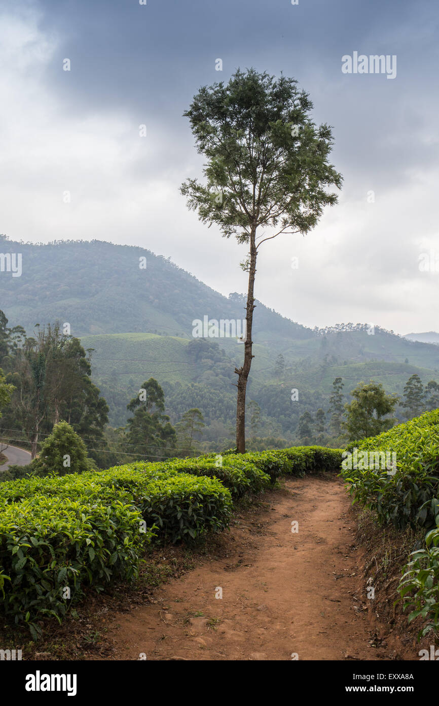 Valley of tea hill hi-res stock photography and images - Alamy