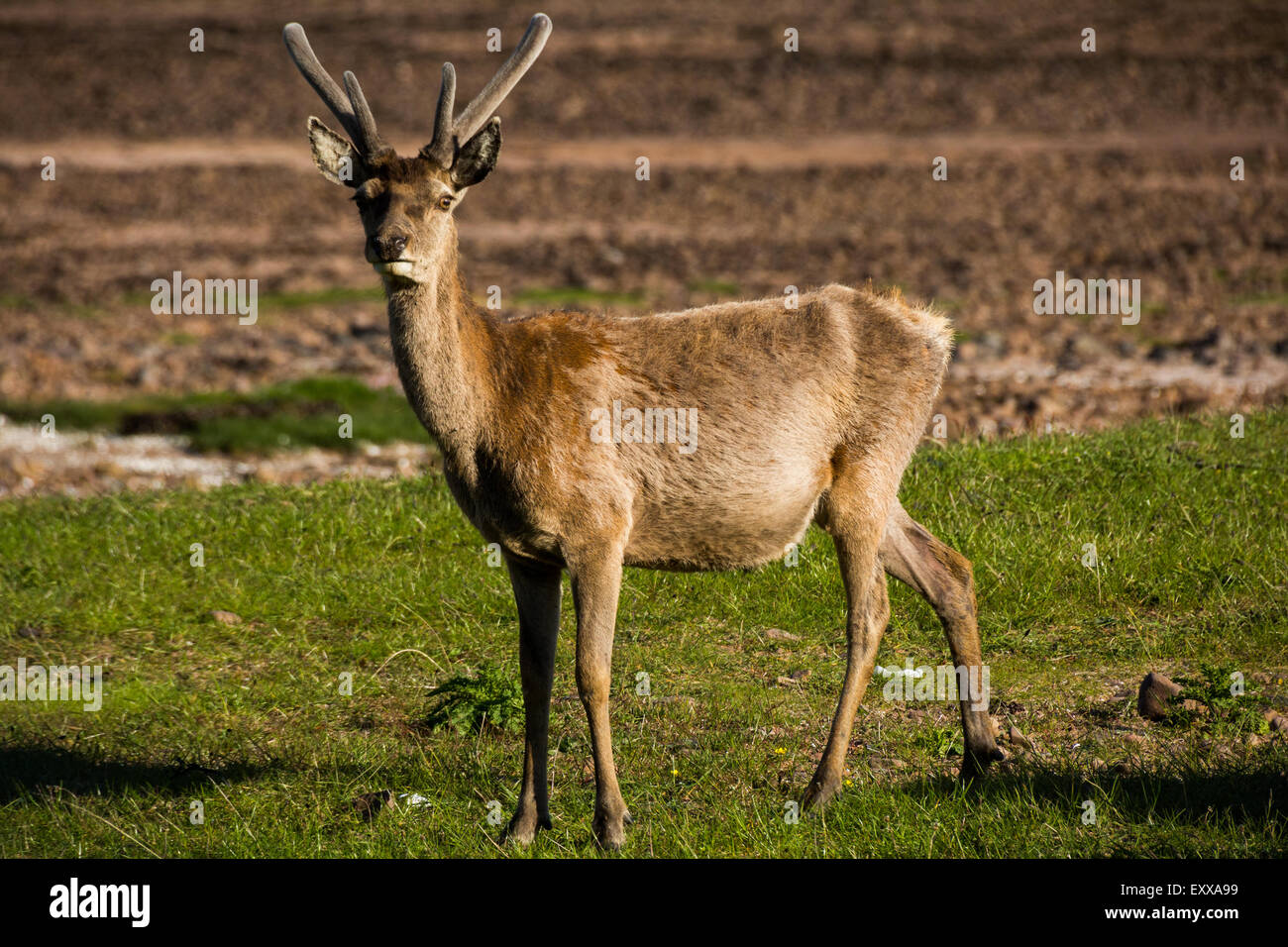 Stag at bay hi-res stock photography and images - Alamy