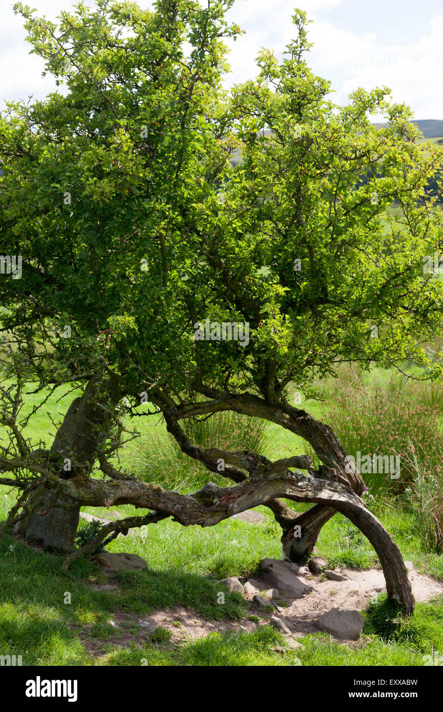 Twisted trunk branches hi-res stock photography and images - Alamy