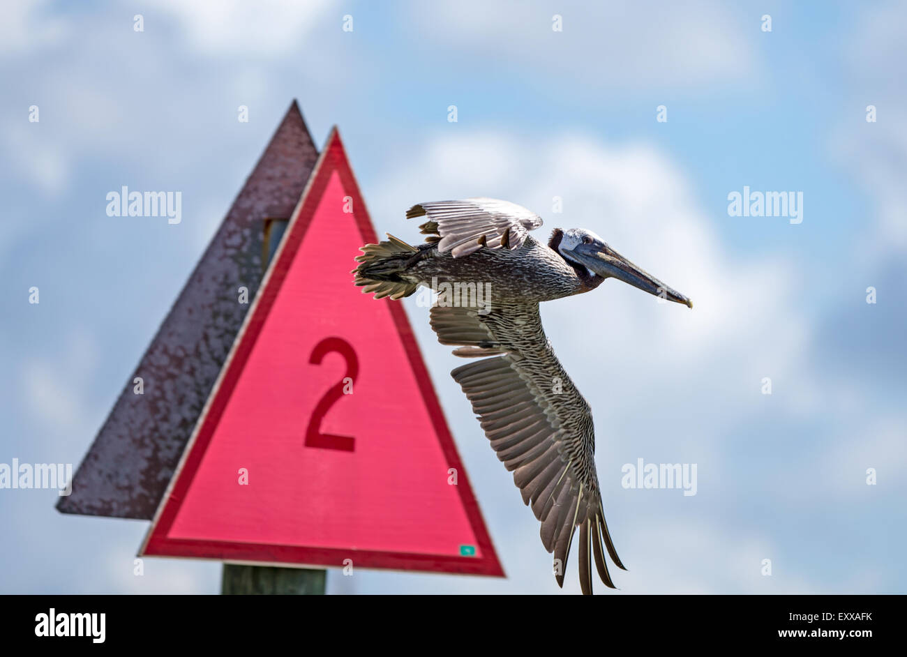 Brown pelican pelecanus occidentalis smallest of the pelicans hi-res ...