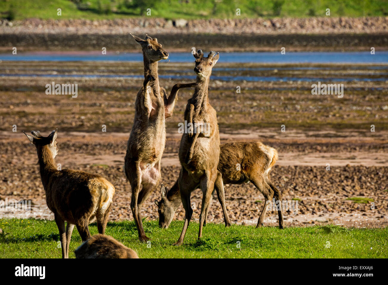 Boxing deer hi-res stock photography and images - Alamy