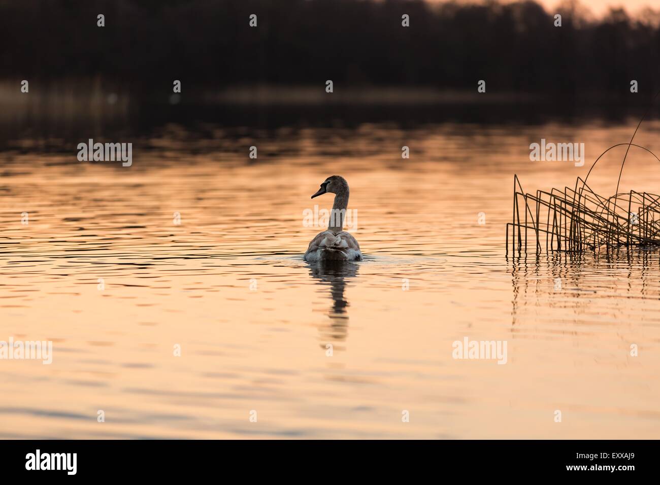 Beautiful sunset or sunrise lake with swan. Mazury lake district ...