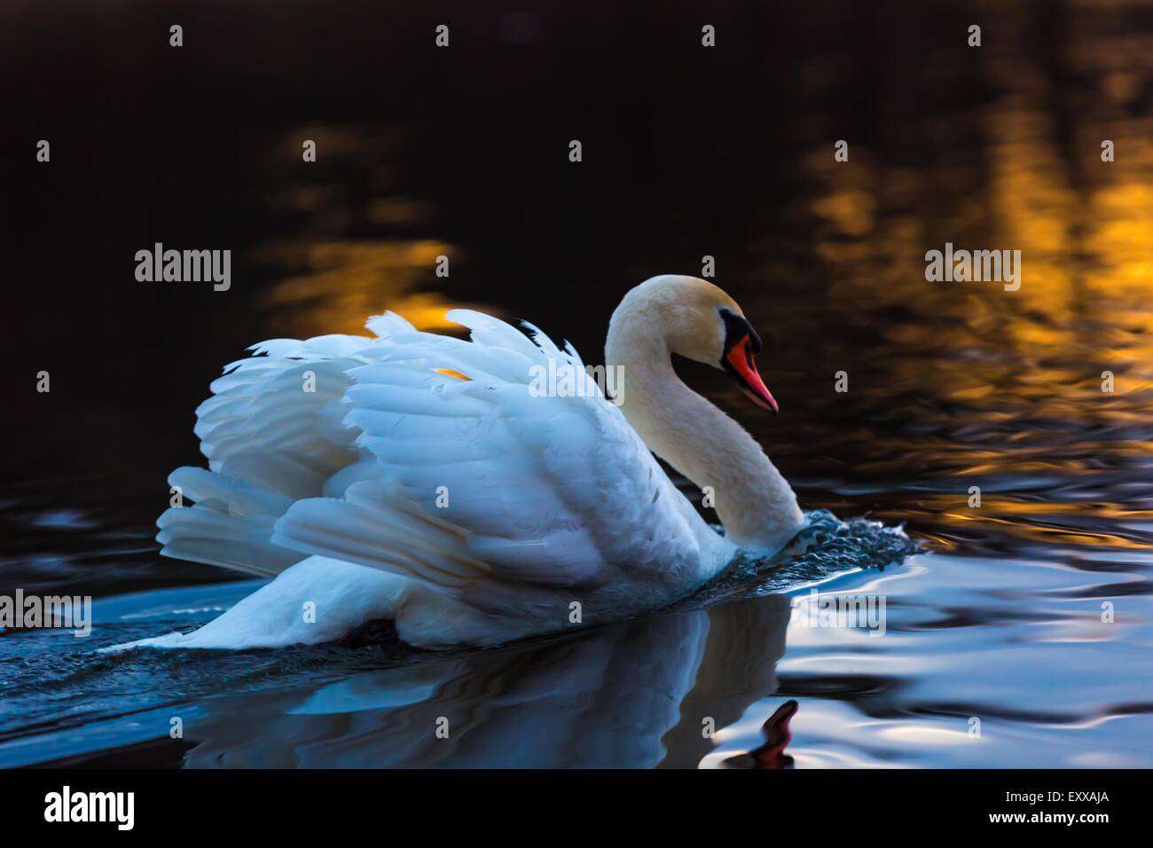 Beautiful sunset or sunrise lake with swan. Mazury lake district ...