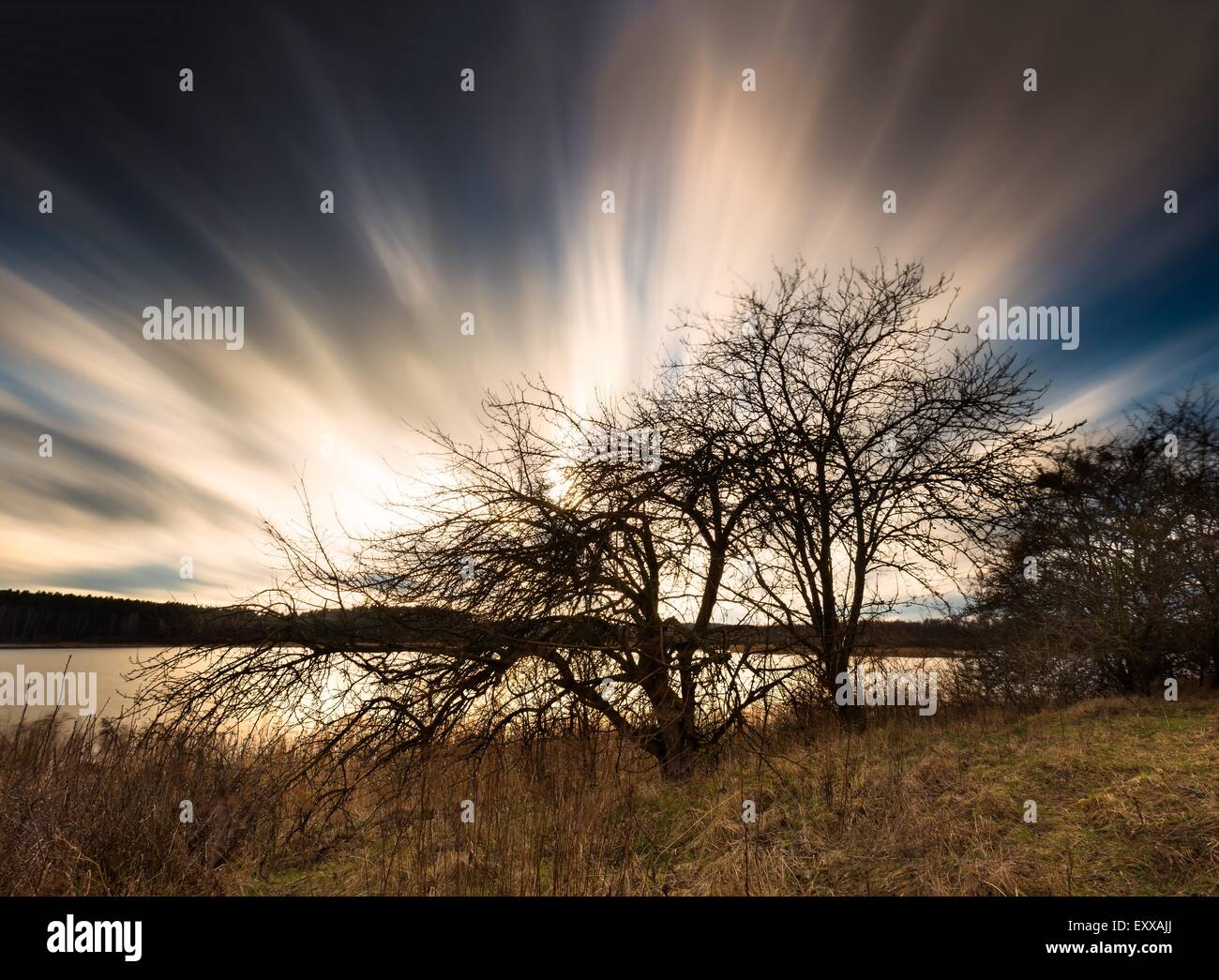 Beautiful long exposure landscape of blurry sky over withered apple ...