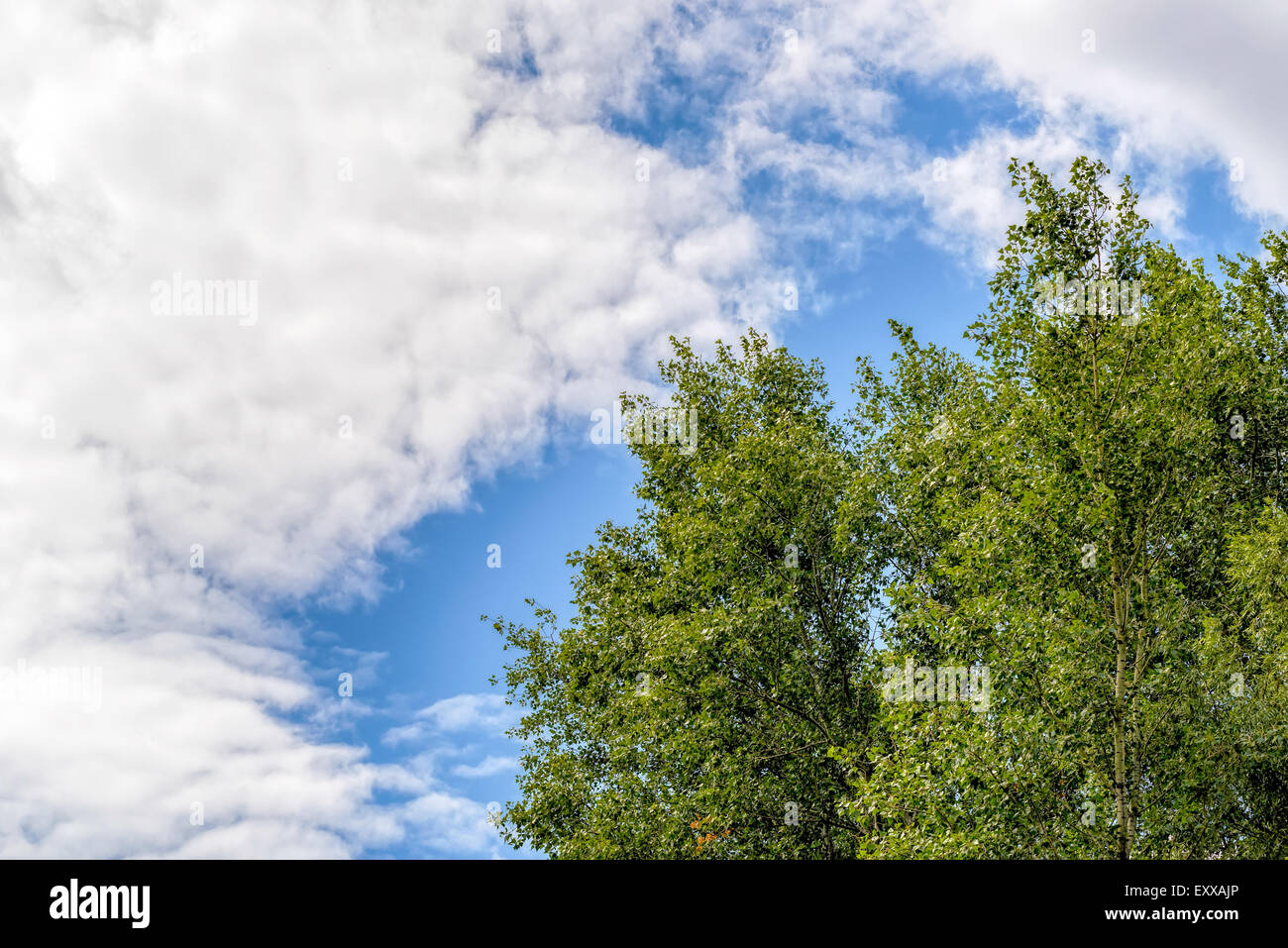 Tree in summer wind blue hi-res stock photography and images - Alamy
