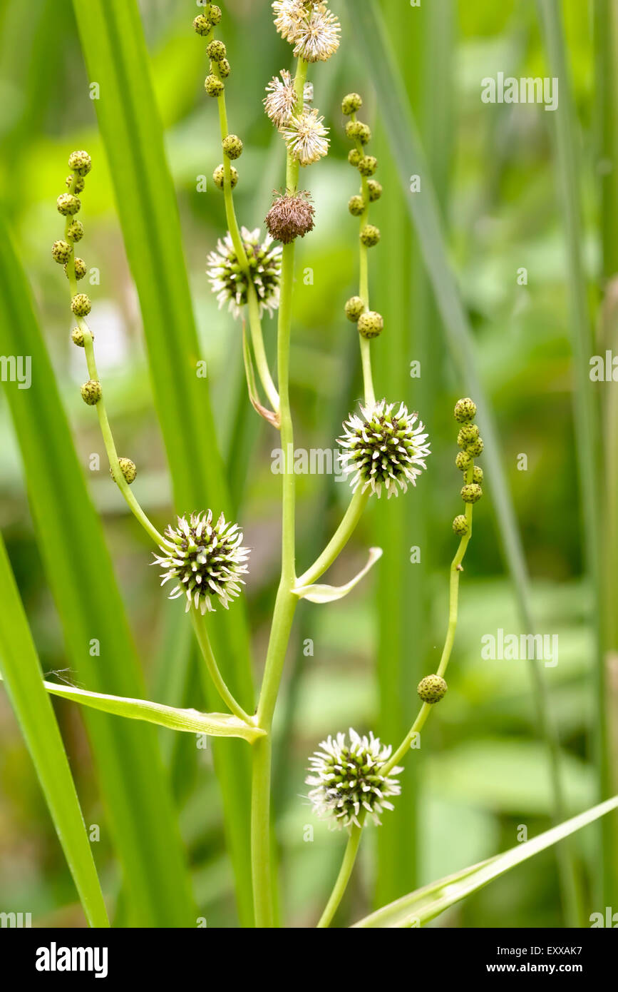 Typha latifolia rhizome hi-res stock photography and images - Alamy