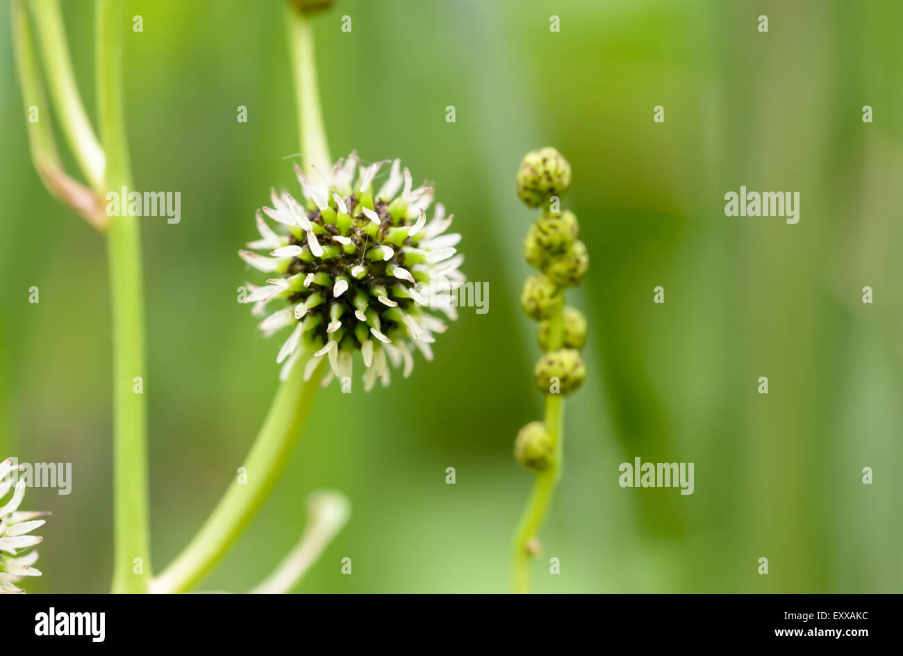 Typha latifolia rhizome hi-res stock photography and images - Alamy