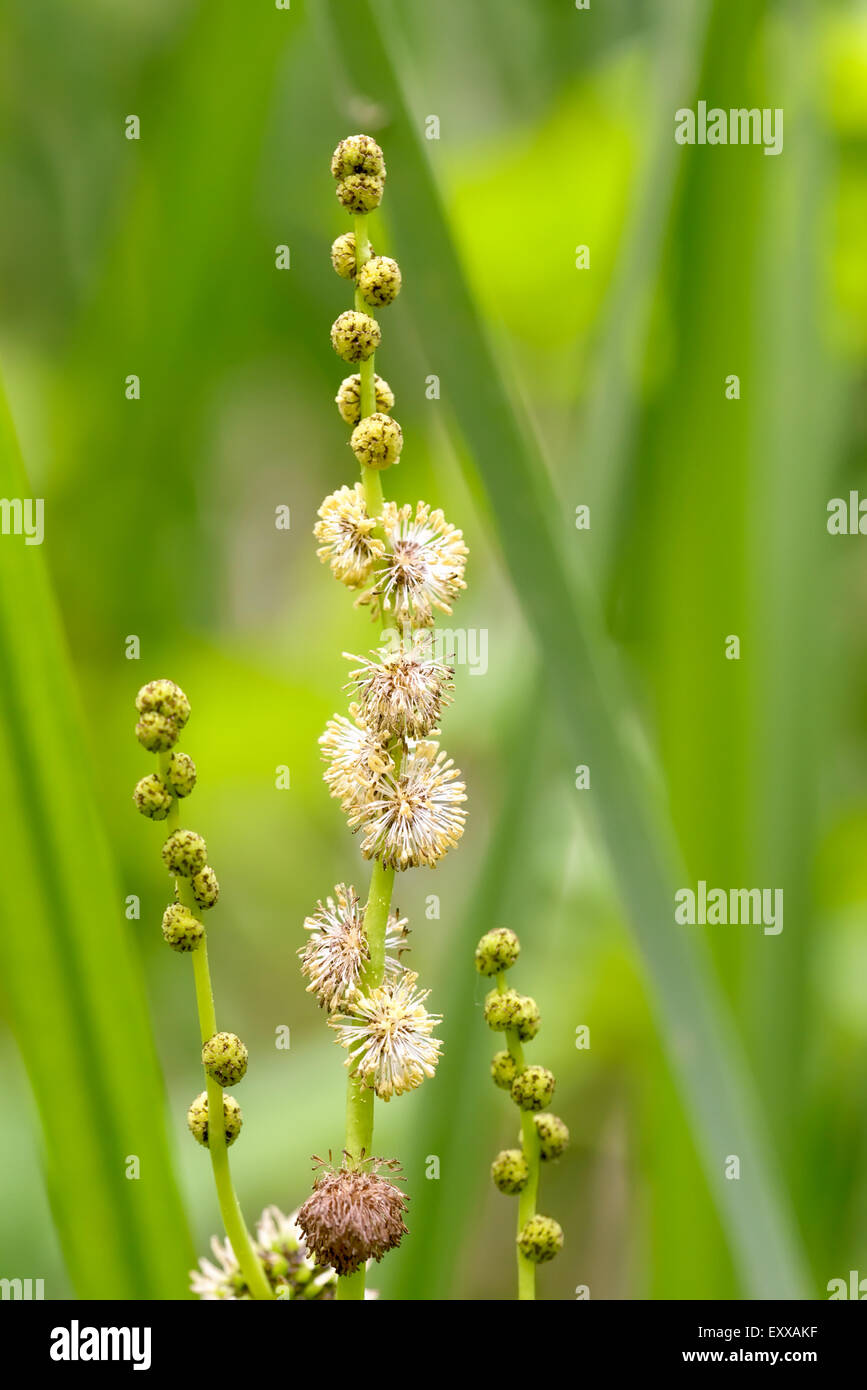 Sparganium erectum hi-res stock photography and images - Alamy