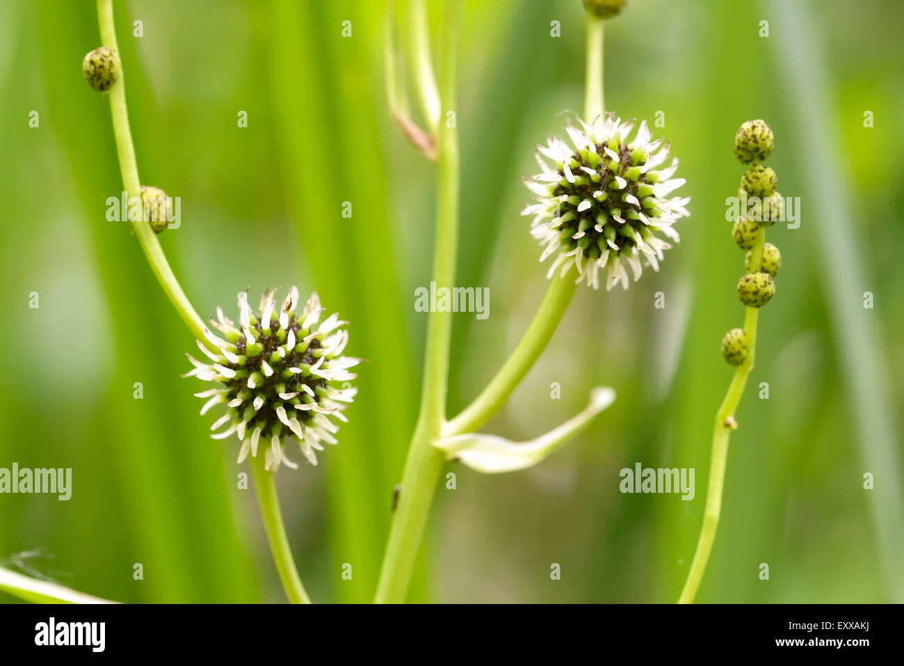 Detail of a Sparganium erectum growing in the middle of Typha Latifolia ...