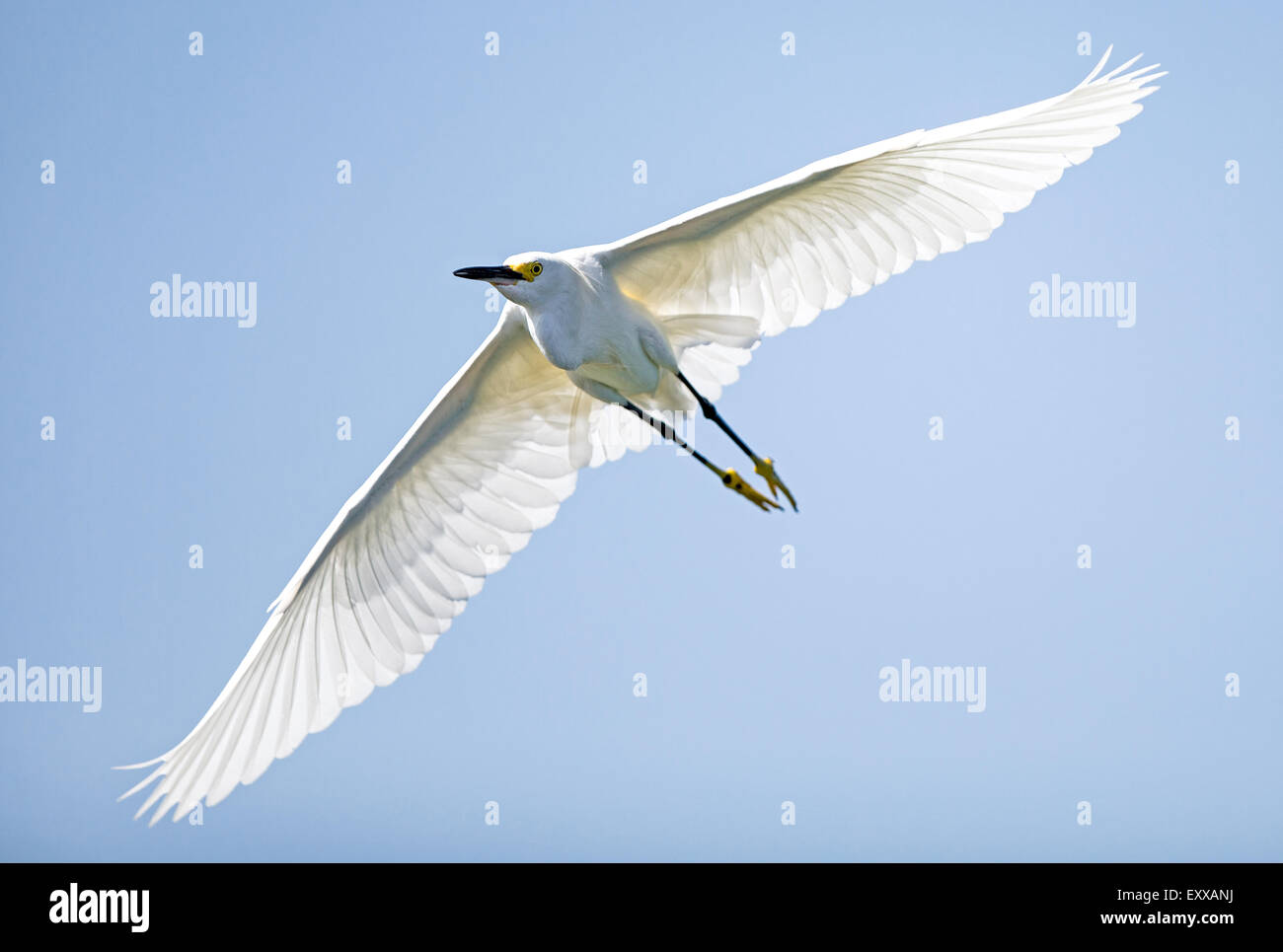 Yellow bitterns hi-res stock photography and images - Alamy