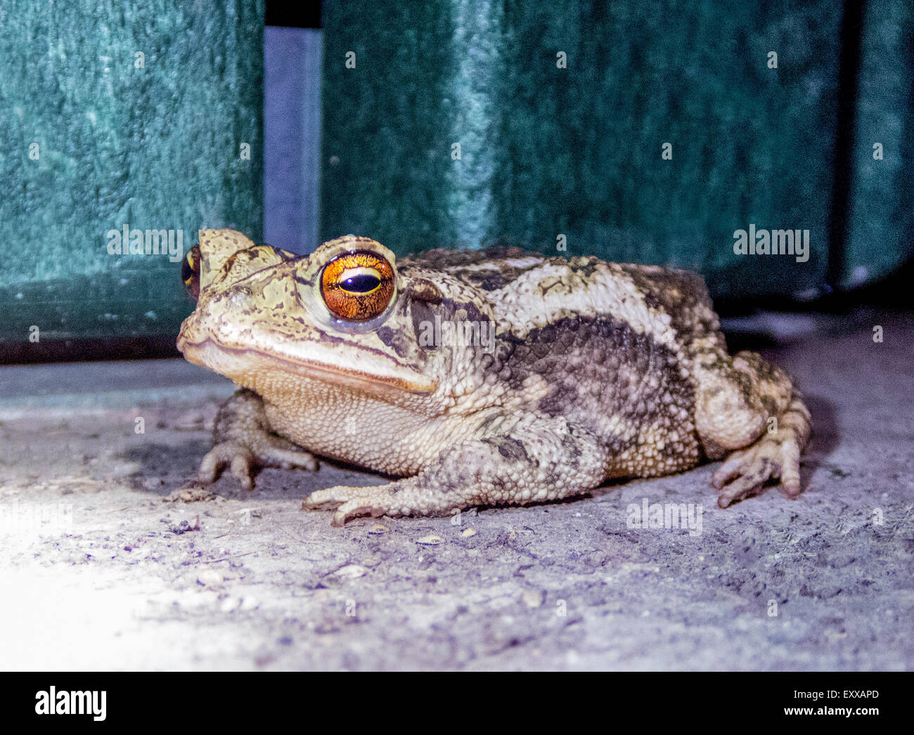 Texas Toad a common ampibian in Texas Stock Photo - Alamy