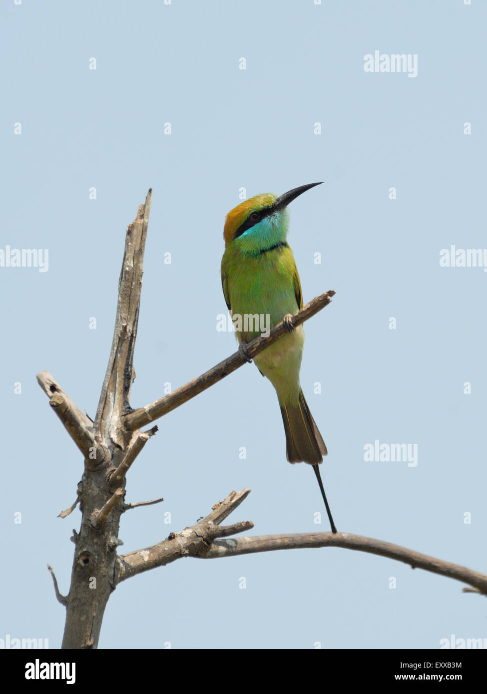 Little Green Bee-eater (Merops orientalis) perching in the garden at ...