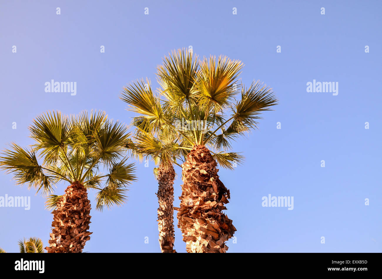 Green Palm Canarian Tree Stock Photo - Alamy