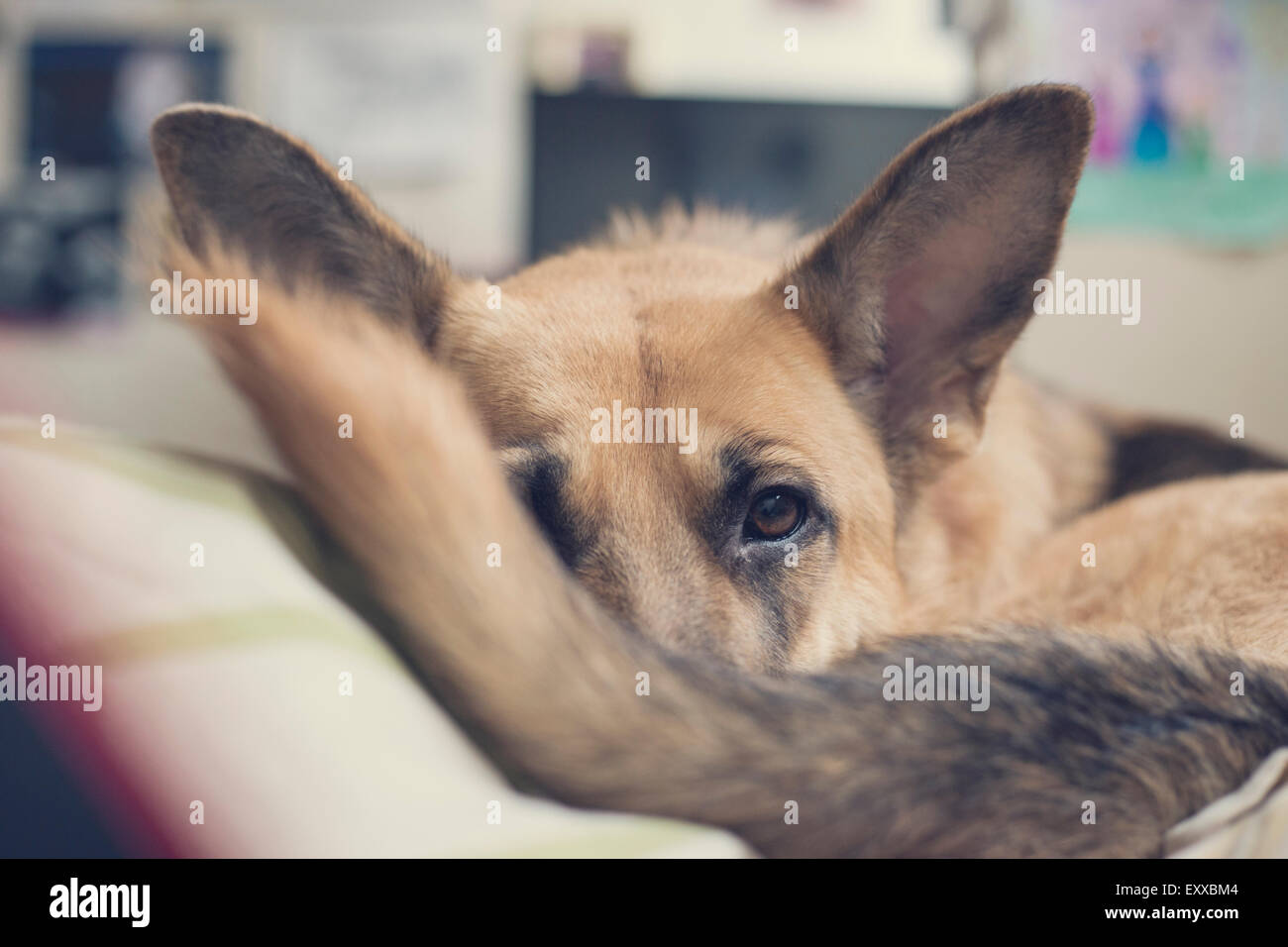 Playful Calm German Shepherd Dog Stock Photo - Alamy