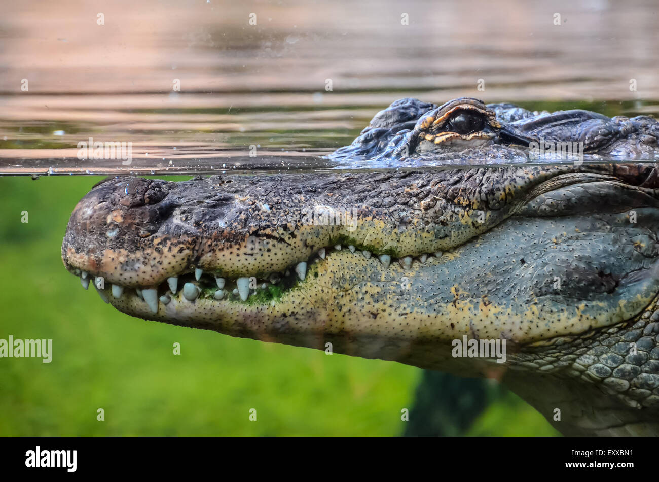 Amphibian Prehistoric Crocodile Stock Photo - Alamy