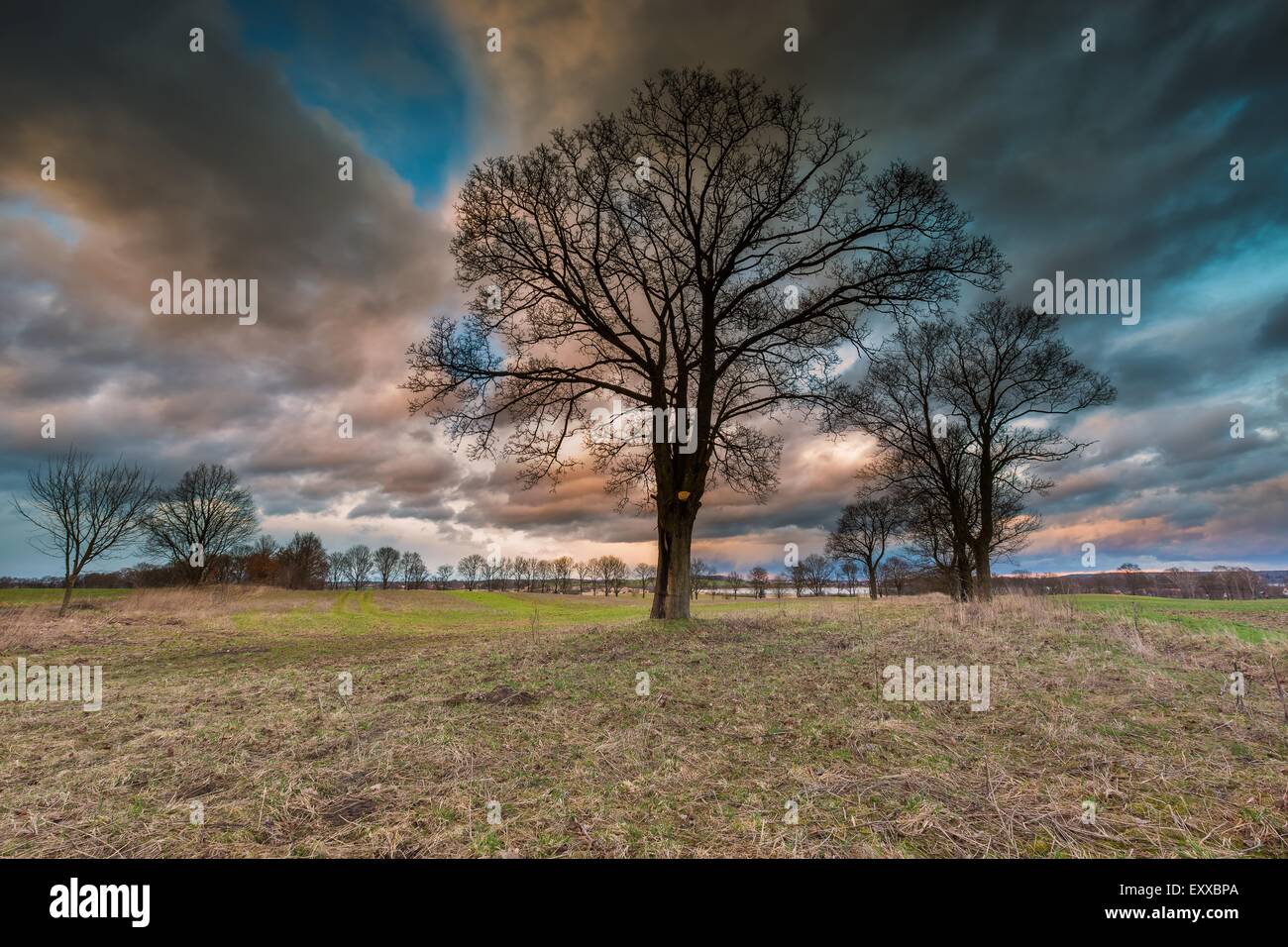 Beautiful landscape with dramatic sky over withered trees on field ...