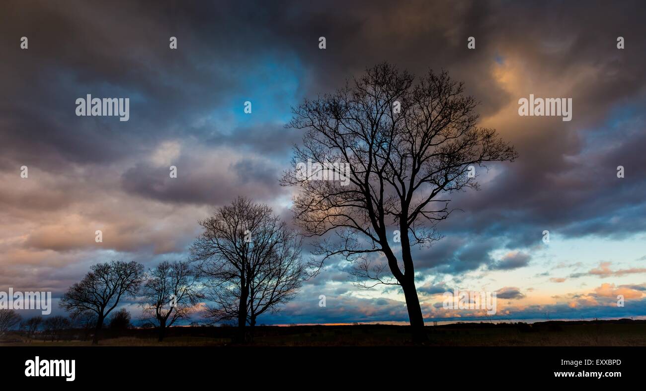 Beautiful landscape with dramatic sky over withered trees on field ...