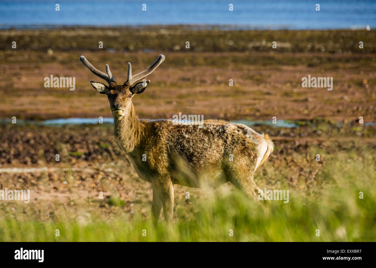 Stag at bay hi-res stock photography and images - Alamy