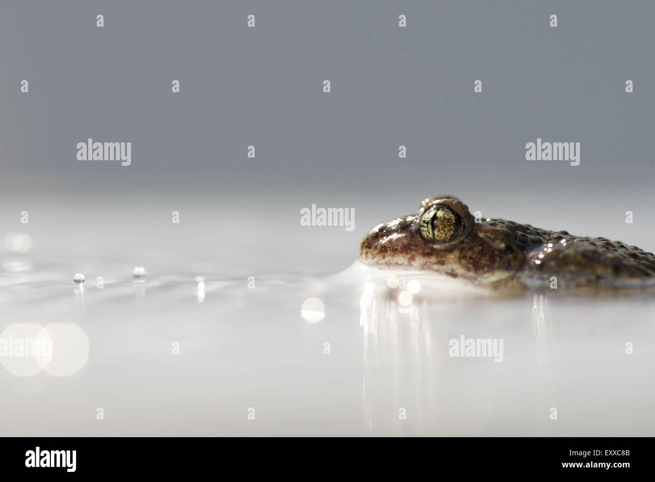 Toad half-submerged in water Stock Photo - Alamy