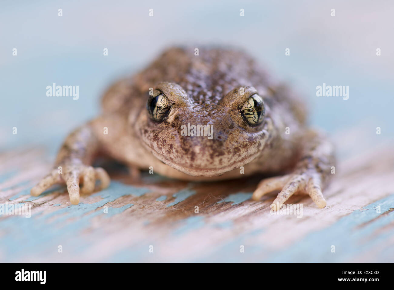 Images of toads hi-res stock photography and images - Alamy