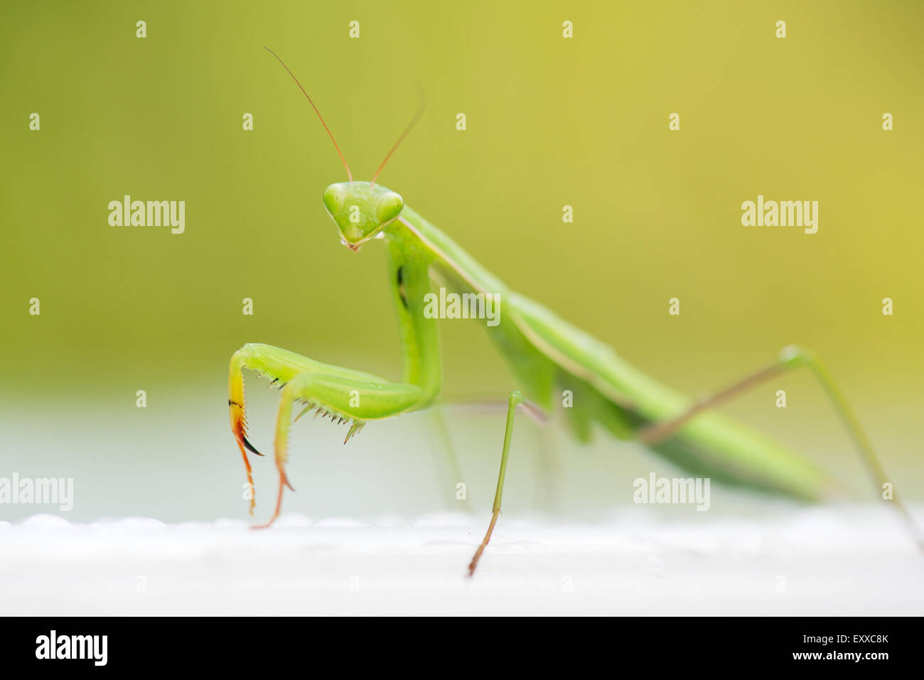 Praying mantis, close-up Stock Photo - Alamy