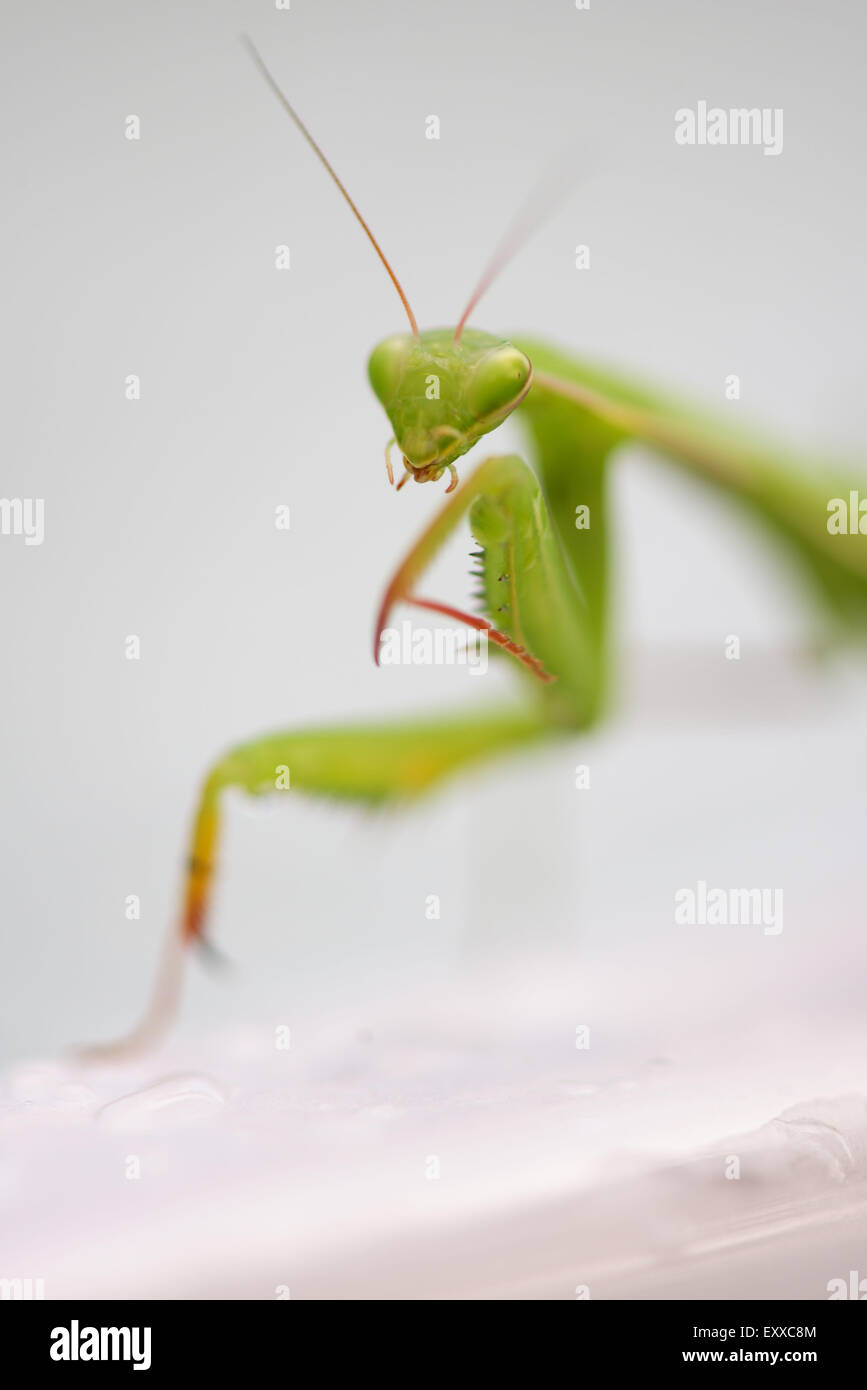 Praying mantis, close-up Stock Photo - Alamy