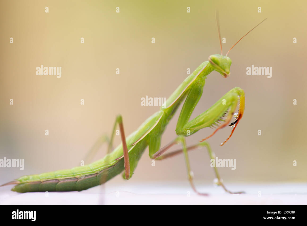 Praying mantis, close-up Stock Photo - Alamy