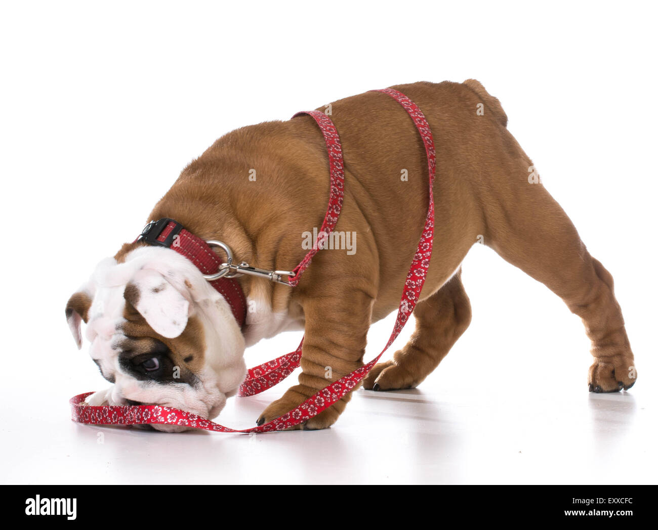leash training a puppy - bulldog - three months old Stock Photo - Alamy