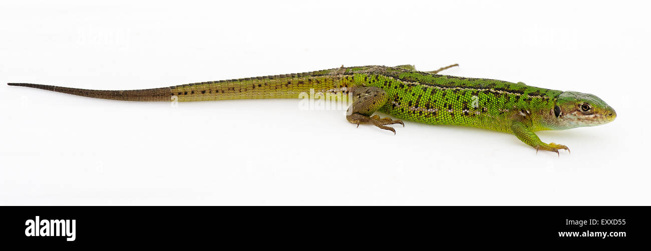 Lizard without tail hi-res stock photography and images - Alamy