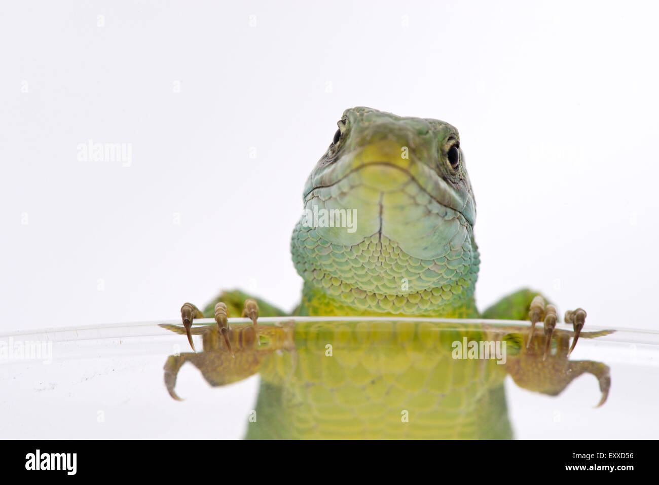 Lizard anatomy hi-res stock photography and images - Alamy