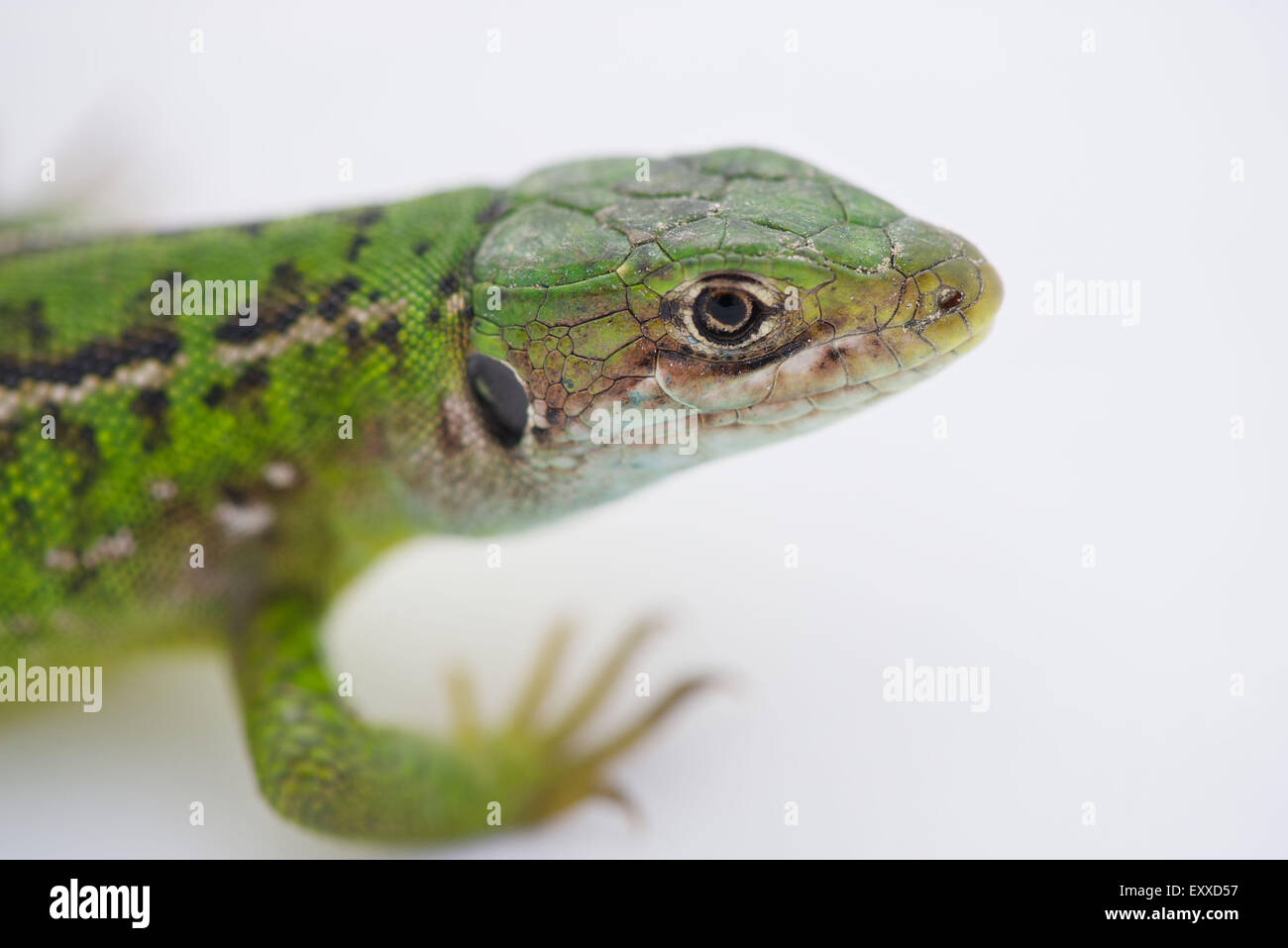 Western green lizards hi-res stock photography and images - Alamy