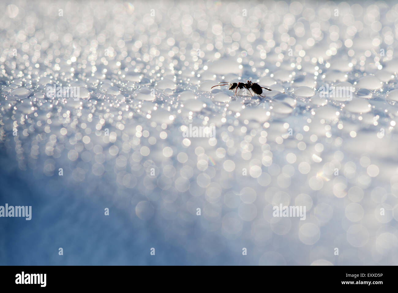 Ant drinking dew Stock Photo - Alamy