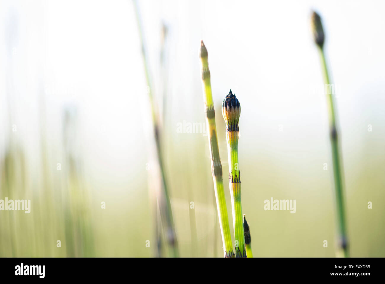 Horsetail rushes hi-res stock photography and images - Alamy