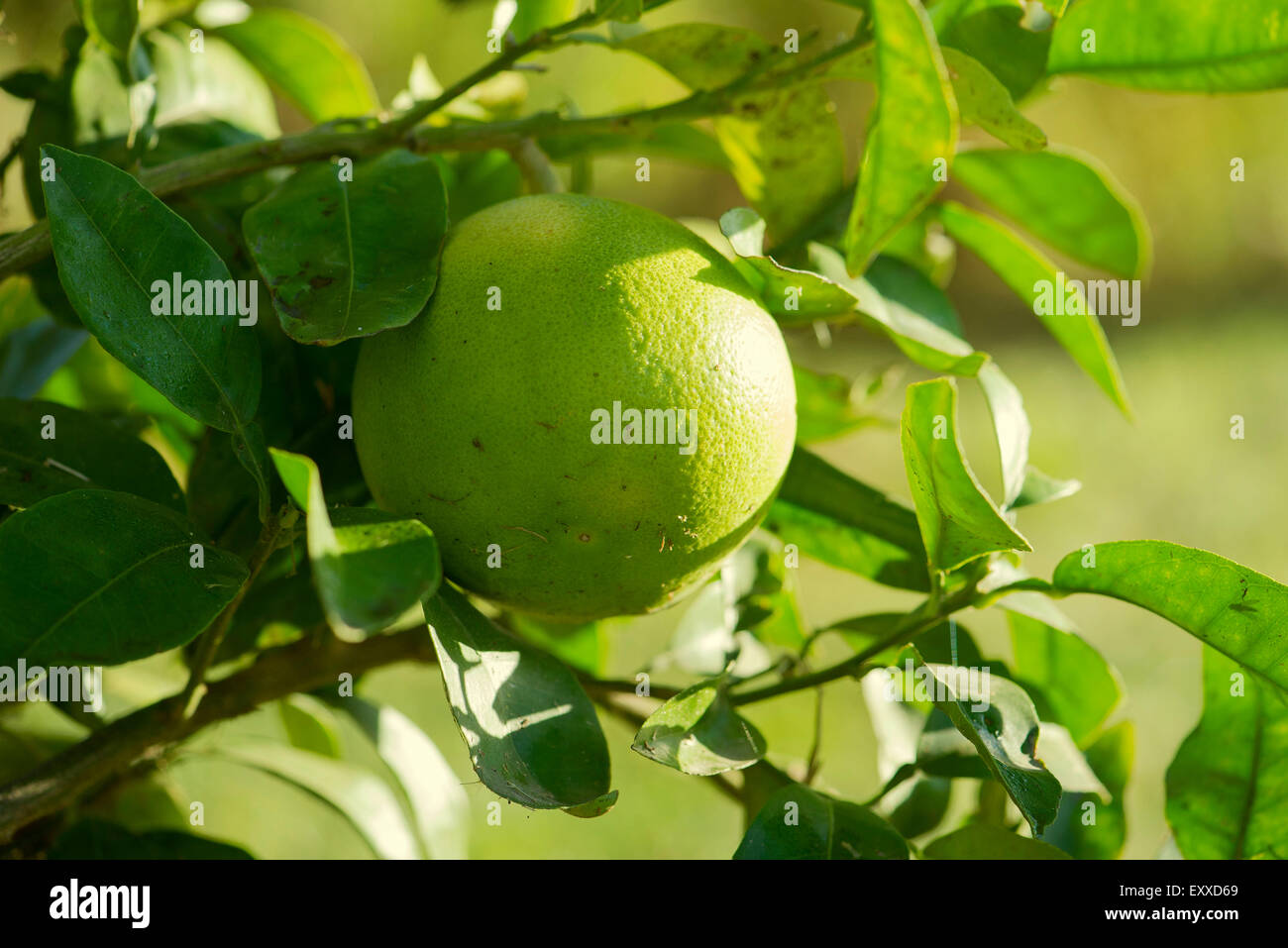 Fruit tree without fruits hi-res stock photography and images - Alamy