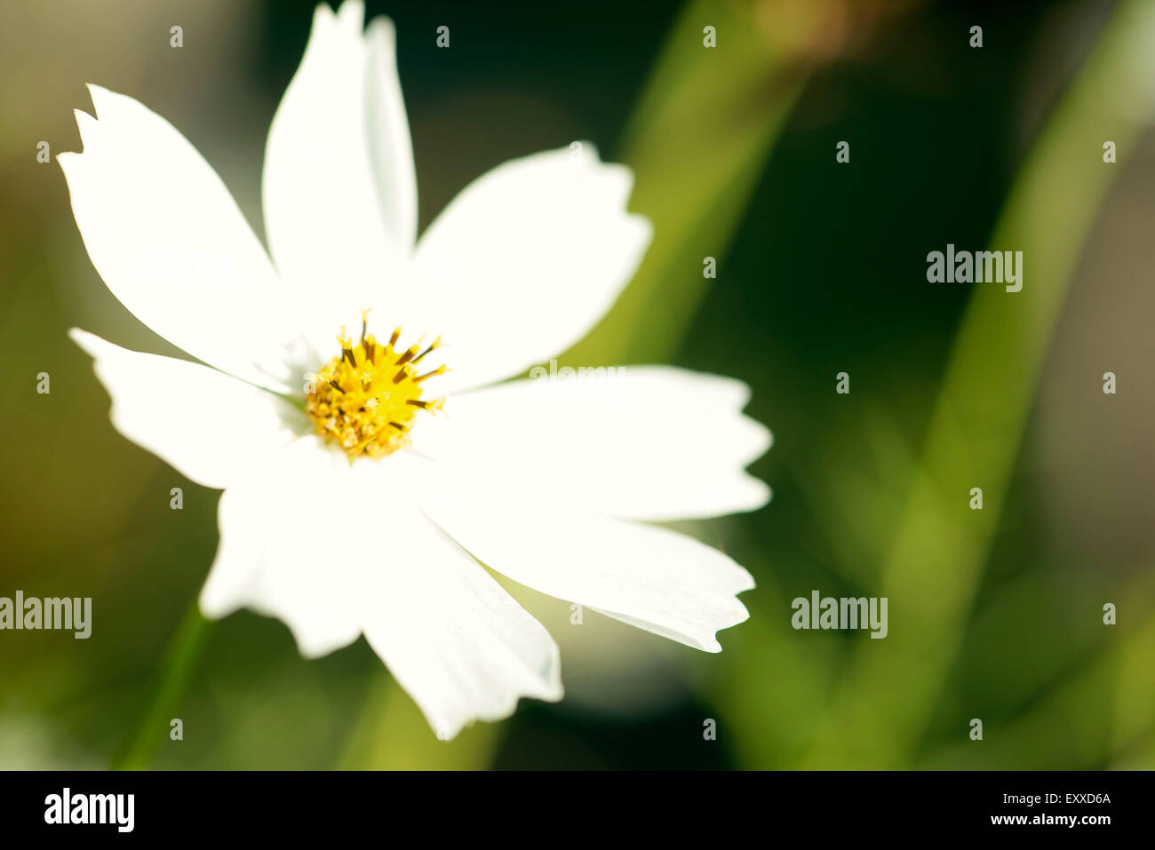 Cosmos flower with one white petal hi-res stock photography and images ...