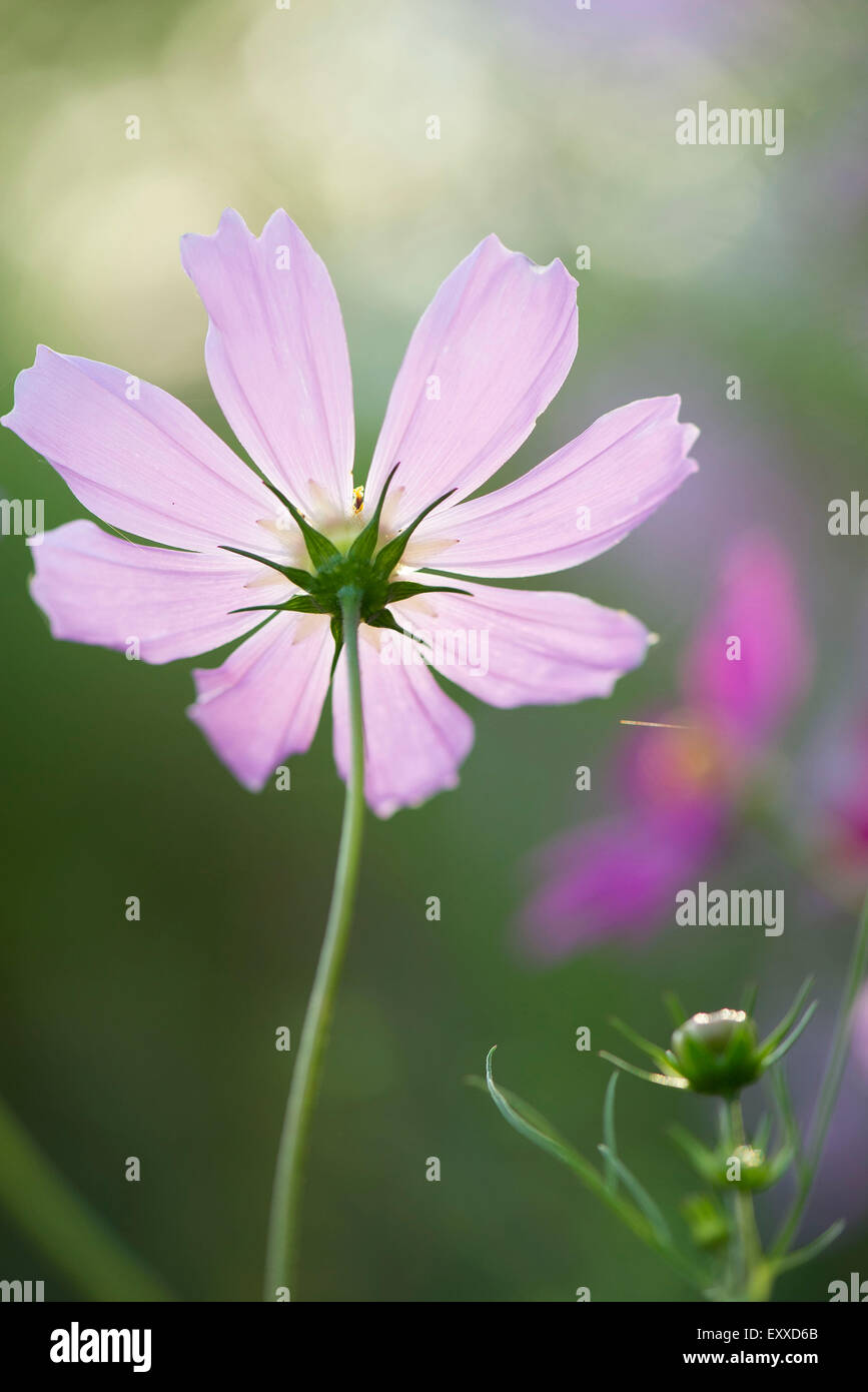 Flower sepal image hi-res stock photography and images - Alamy