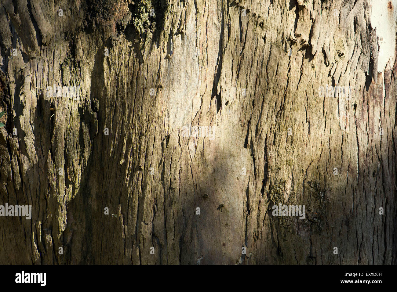 Textural tree bark hi-res stock photography and images - Alamy