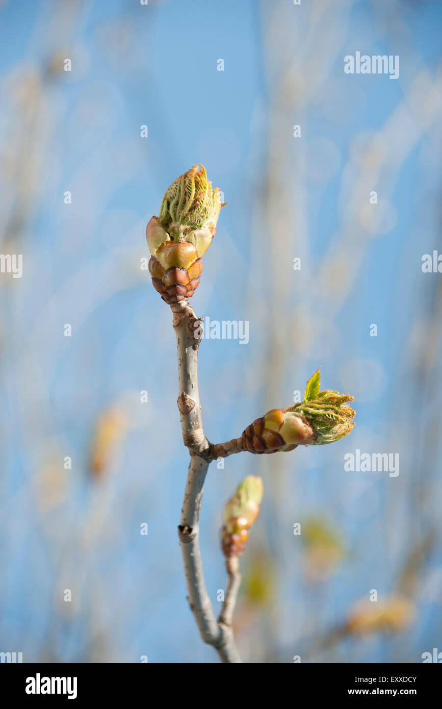 Leaves budding on branch Stock Photo - Alamy