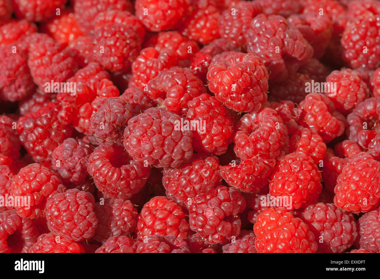 Closeup raspberry hi-res stock photography and images - Alamy