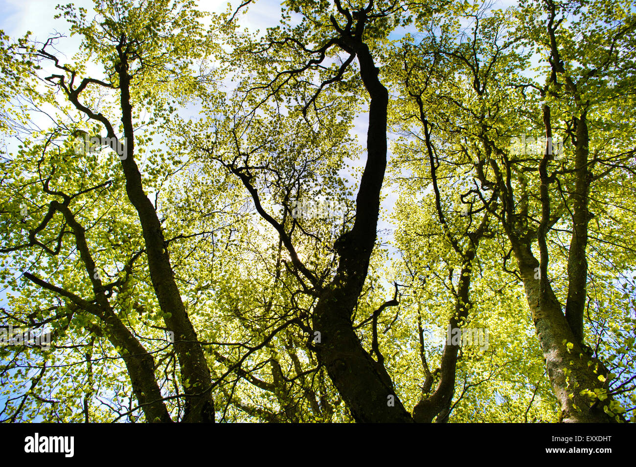 detail of tree with branches and leaves at spring Stock Photo - Alamy