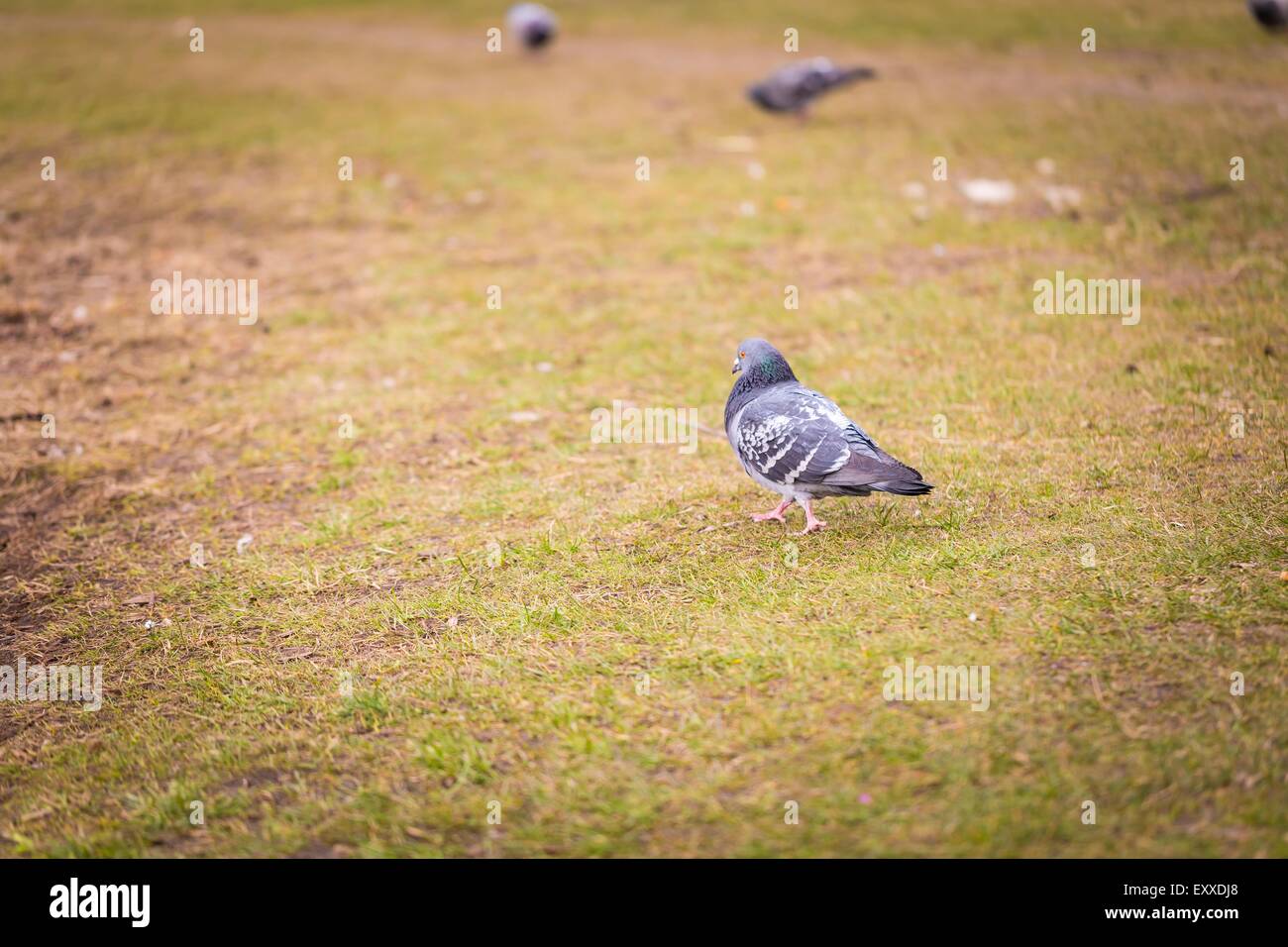 pidgeon resting on lawn. bird sitting on ground Stock Photo - Alamy
