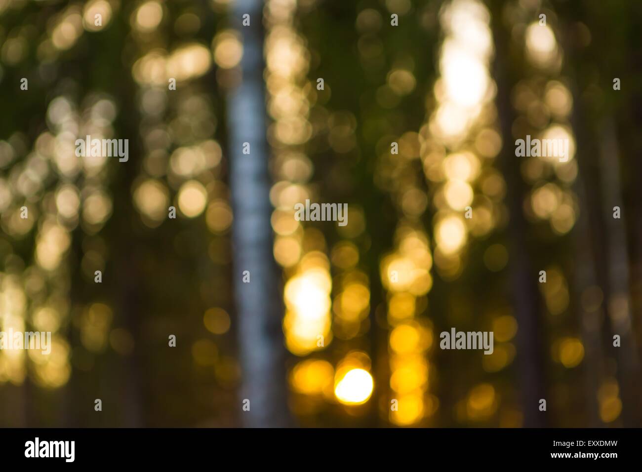 Out of focus lights in forest. defocused blurry bokeh background Stock ...