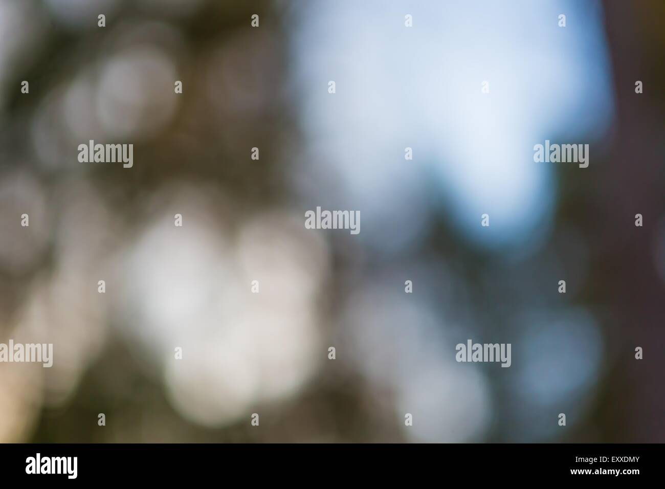 Out of focus lights in forest. defocused blurry bokeh background Stock ...