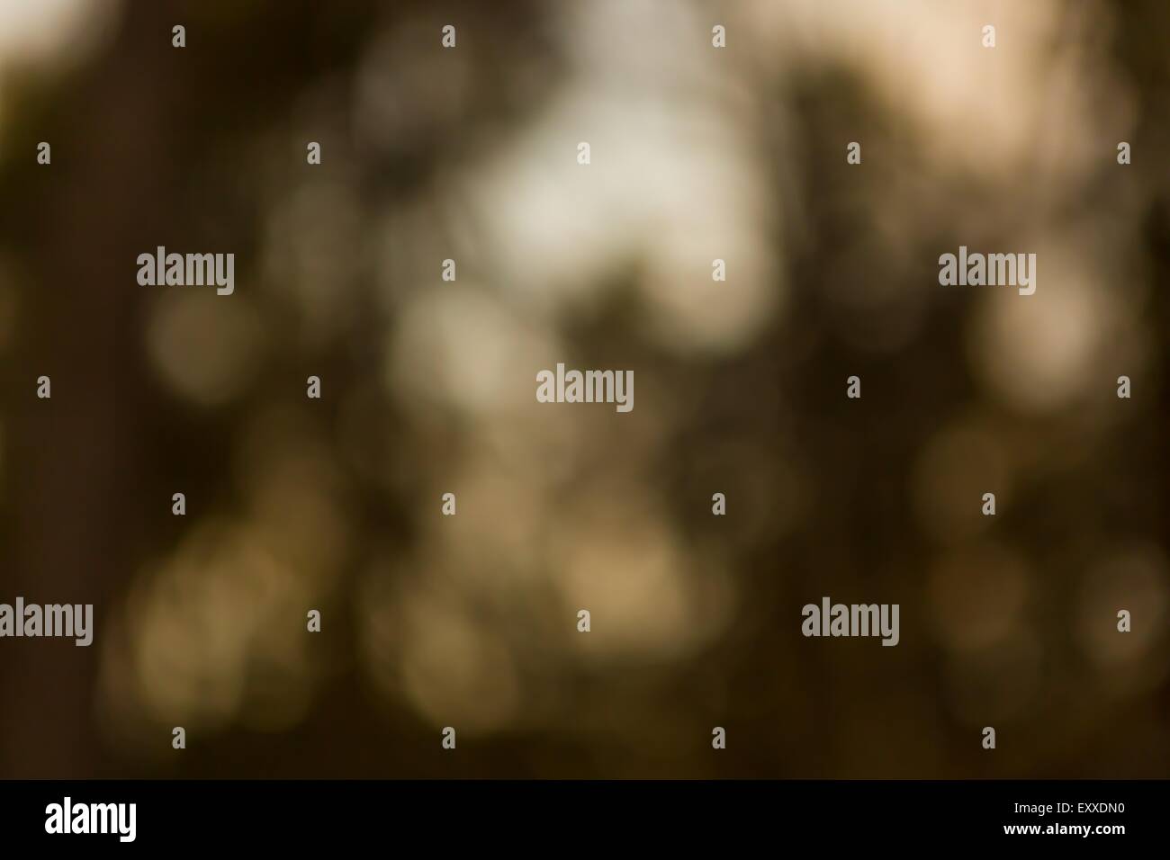 Out of focus lights in forest. defocused blurry bokeh background Stock ...