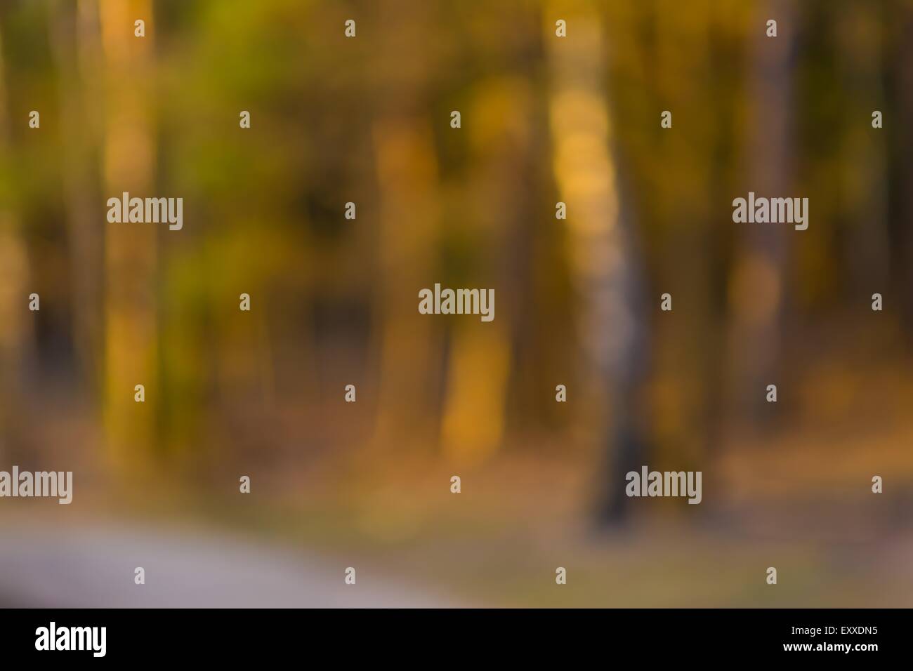Out of focus lights in forest. defocused blurry bokeh background Stock ...