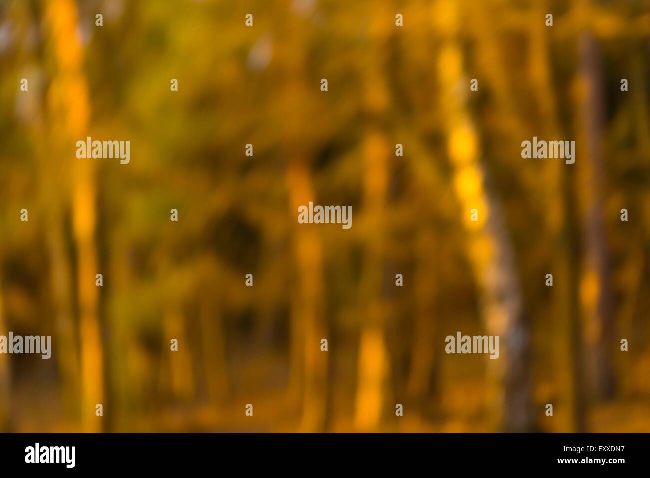 Out of focus lights in forest. defocused blurry bokeh background Stock ...