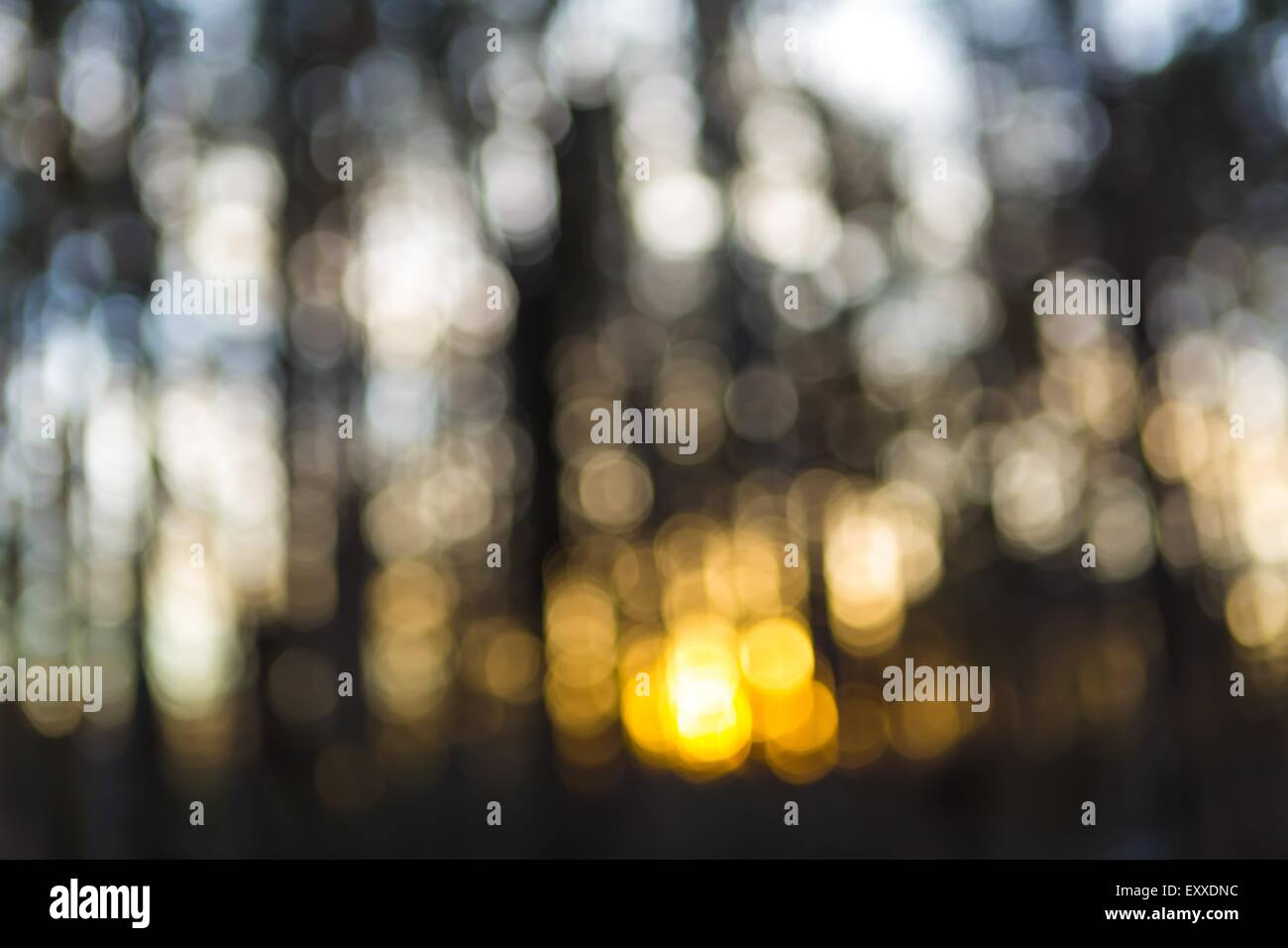 Out of focus lights in forest. defocused blurry bokeh background Stock ...