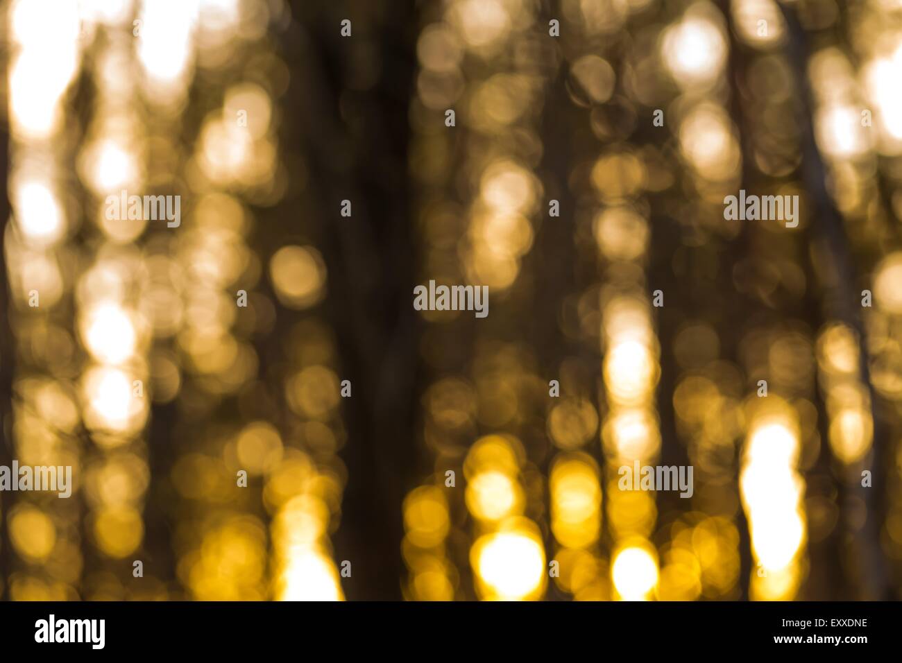 Out of focus lights in forest. defocused blurry bokeh background Stock ...